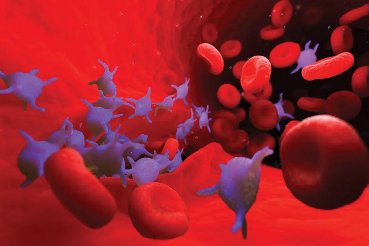 Hémostase - Global Medical Instruments